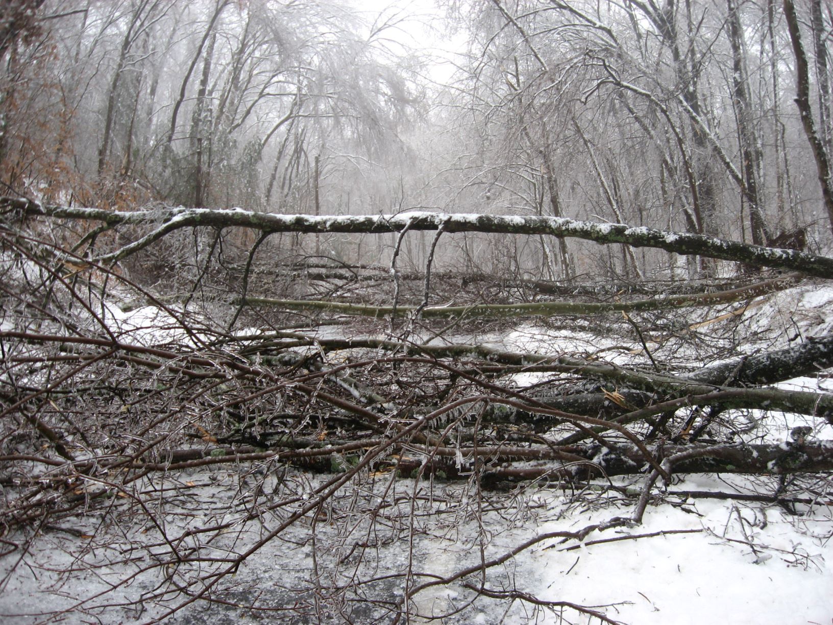 Minimizing the Environmental Impact of Snow Removal - Darwin's Legacy ...